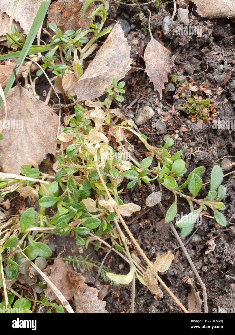Common mouse-ear chickweed (Cerastium fontanum Stock Photo - Alamy