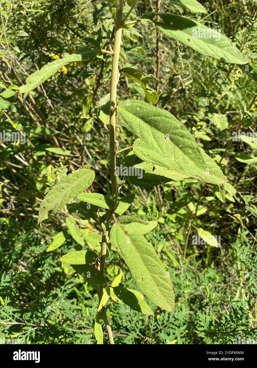 Spiked Sida (Sida hackettiana Stock Photo - Alamy