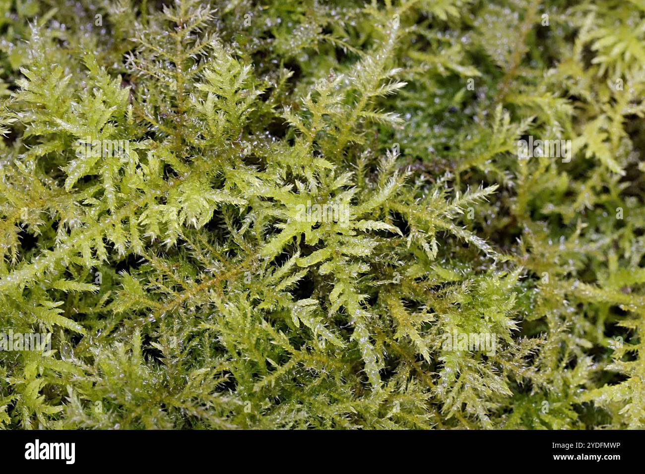 Common Feather-moss (Kindbergia praelonga Stock Photo - Alamy