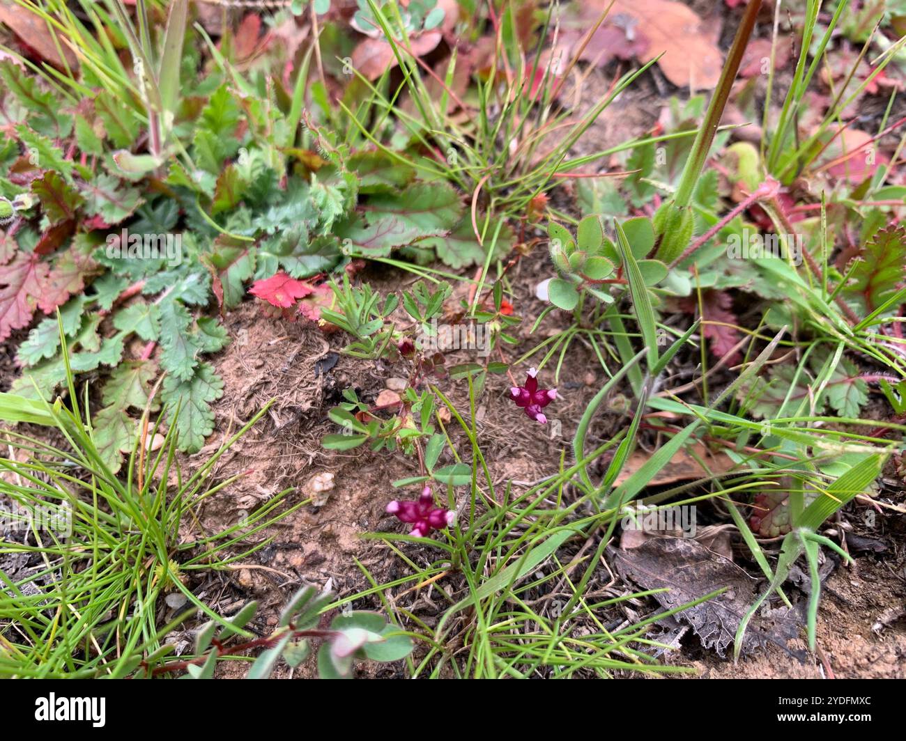 cowbag clover (Trifolium depauperatum Stock Photo - Alamy