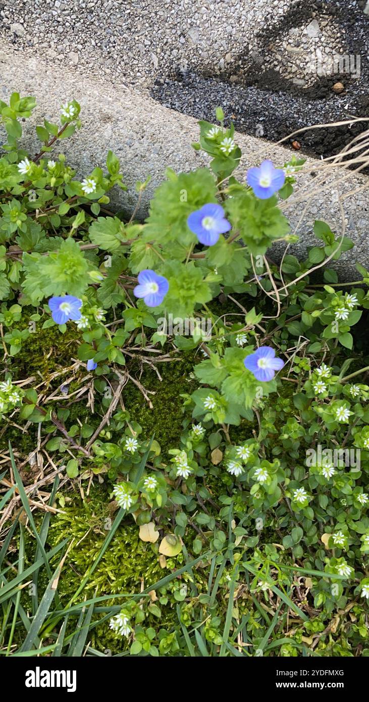 bird's-eye speedwell (Veronica persica Stock Photo - Alamy