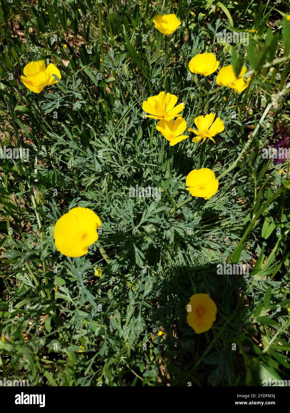 Tufted Poppy (Eschscholzia caespitosa Stock Photo - Alamy