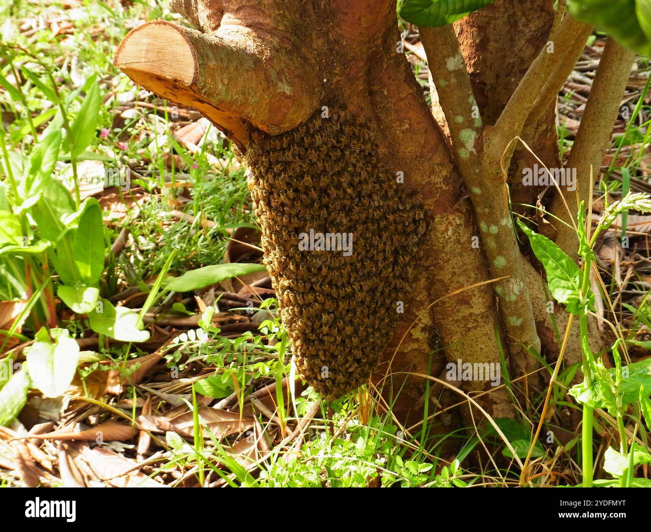 Japanese Honey Bee (Apis cerana japonica Stock Photo - Alamy