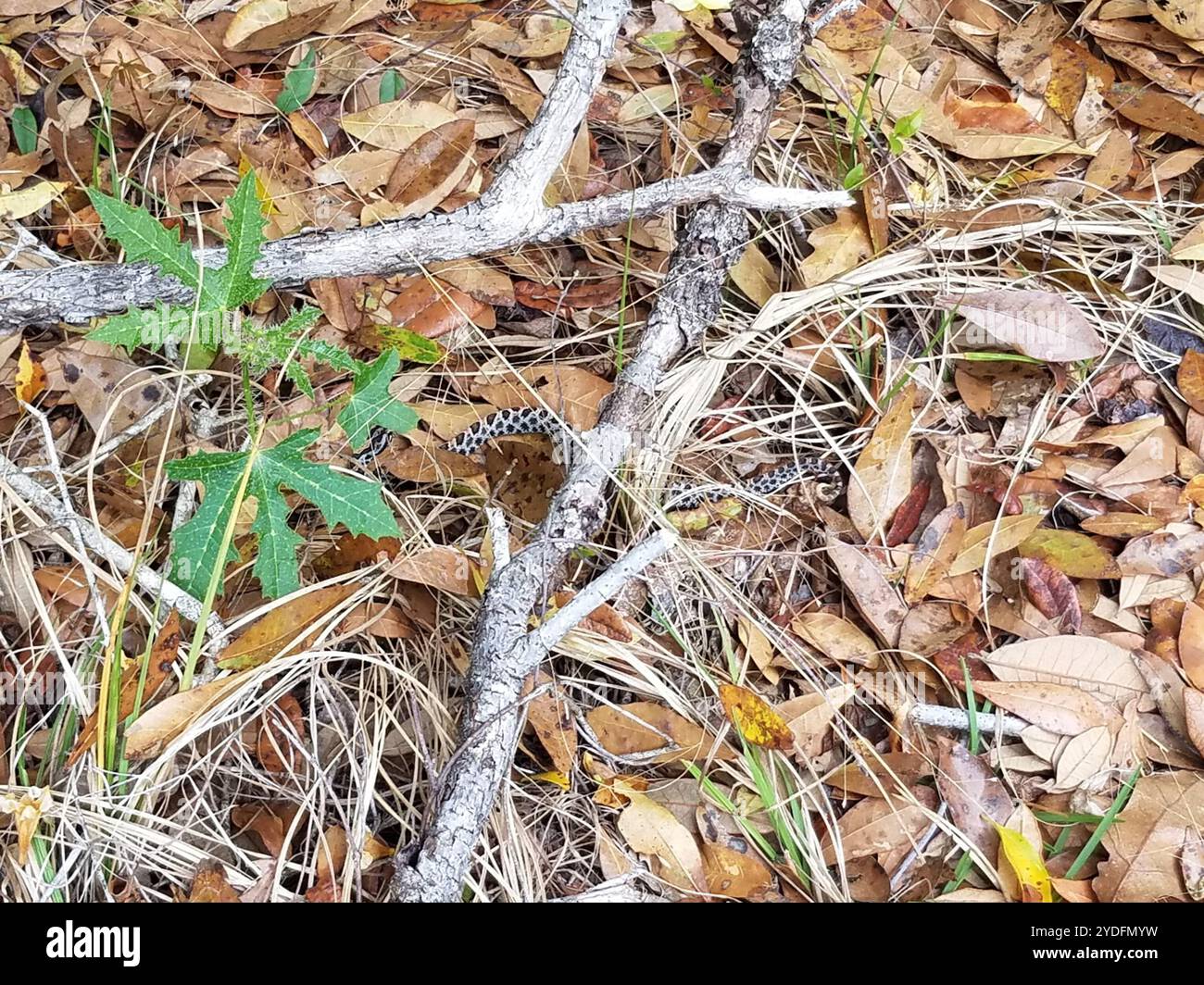 Dusky Pygmy Rattlesnake (Sistrurus miliarius barbouri Stock Photo - Alamy