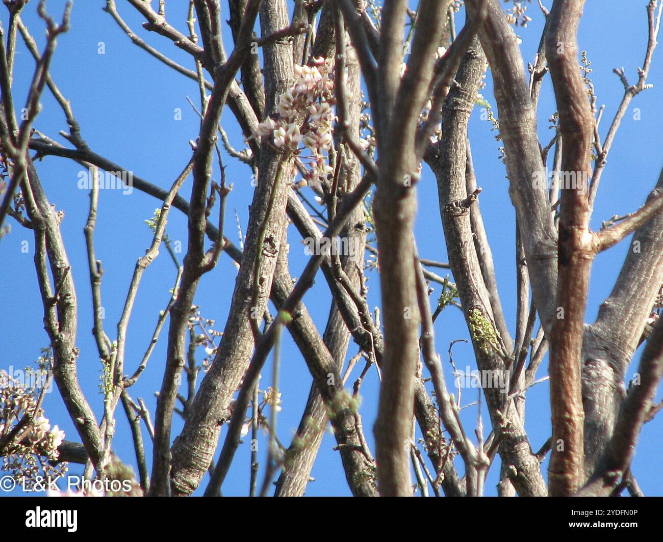 Stinkwood (Piscidia carthagenensis Stock Photo - Alamy