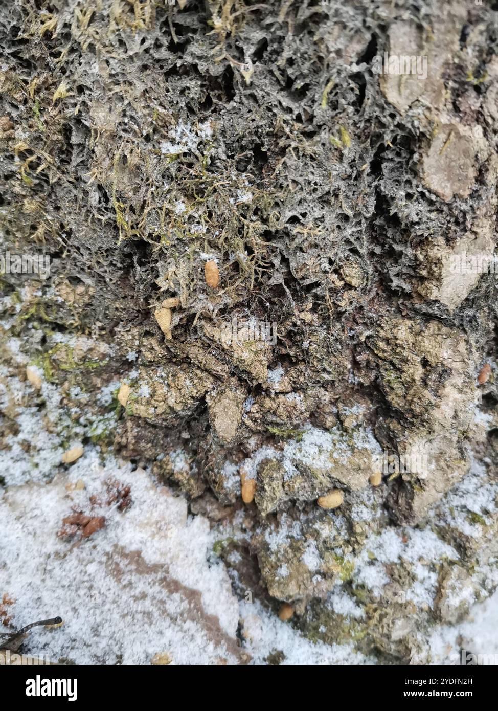 Siberian Flying Squirrel (Pteromys volans Stock Photo - Alamy