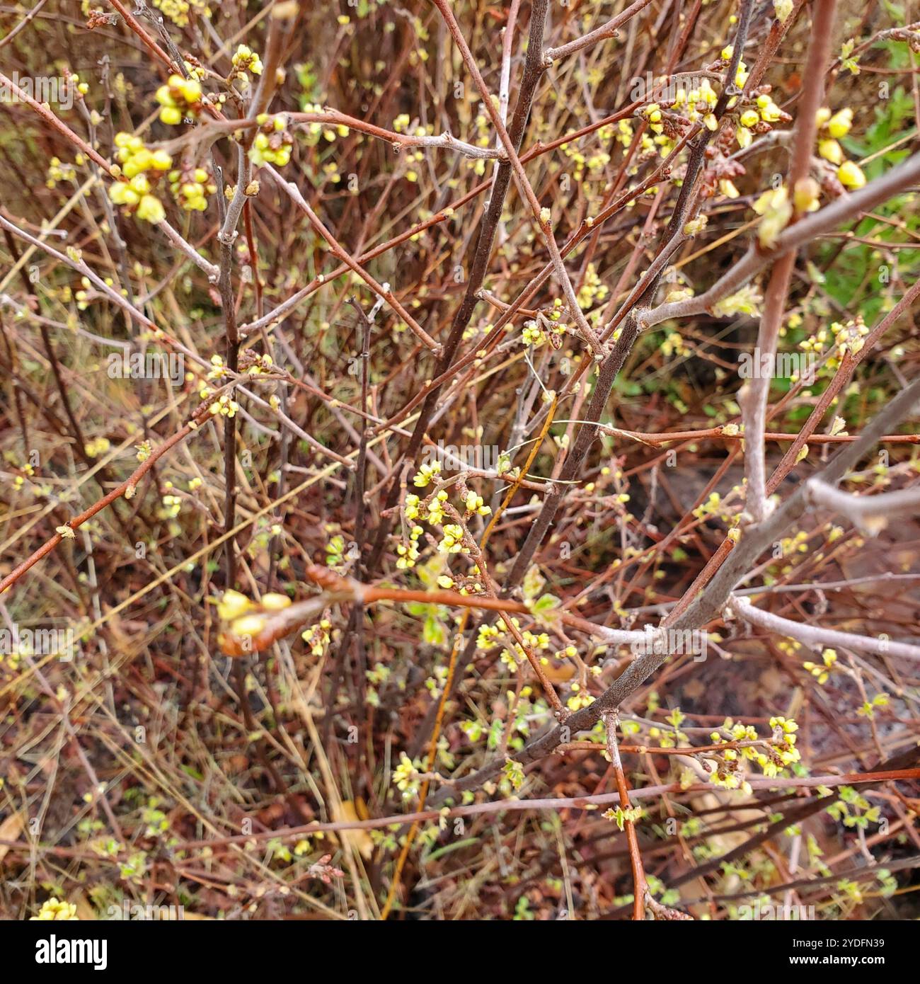 fragrant sumac (Rhus aromatica Stock Photo - Alamy