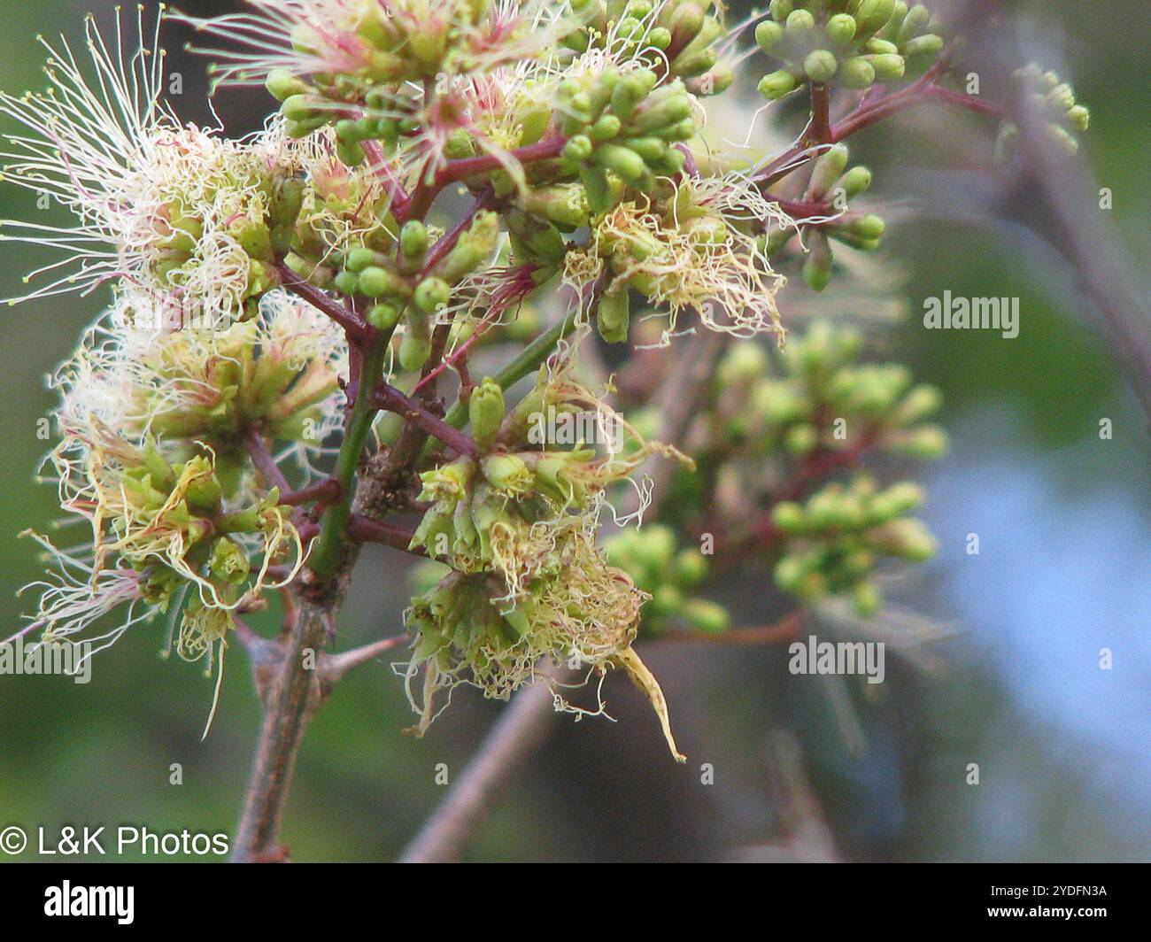 Catclaw Blackbead (Pithecellobium unguis-cati Stock Photo - Alamy