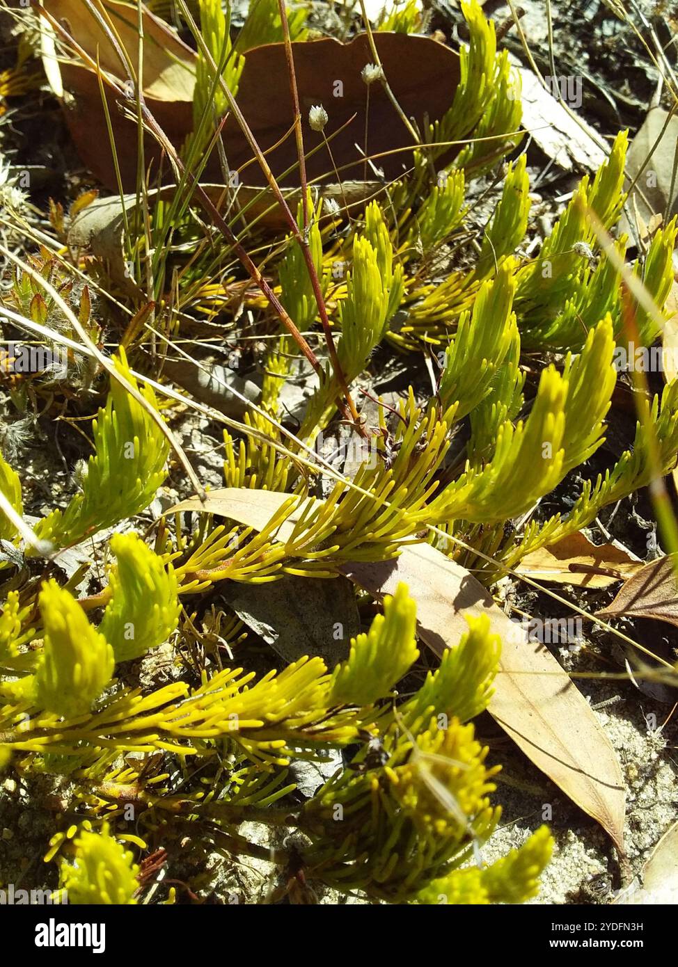 Gland Flower (Adenanthos terminalis Stock Photo - Alamy