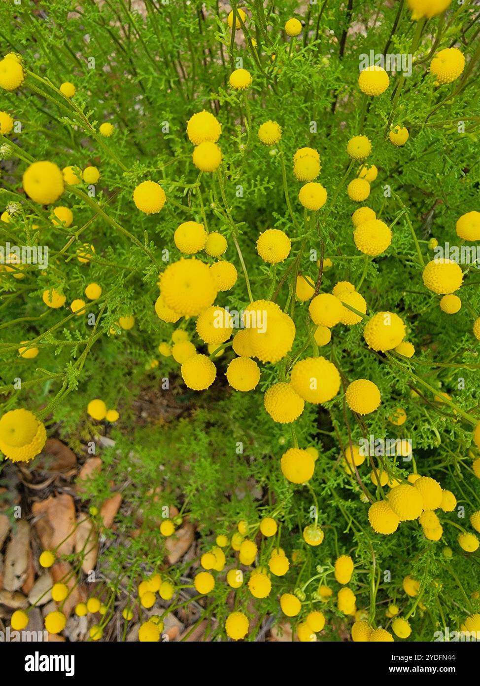 stinknet (Oncosiphon pilulifer Stock Photo - Alamy