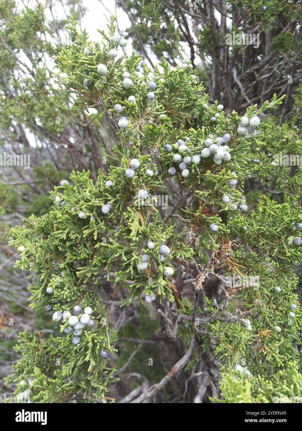 Rocky Mountain Juniper (Juniperus scopulorum Stock Photo - Alamy