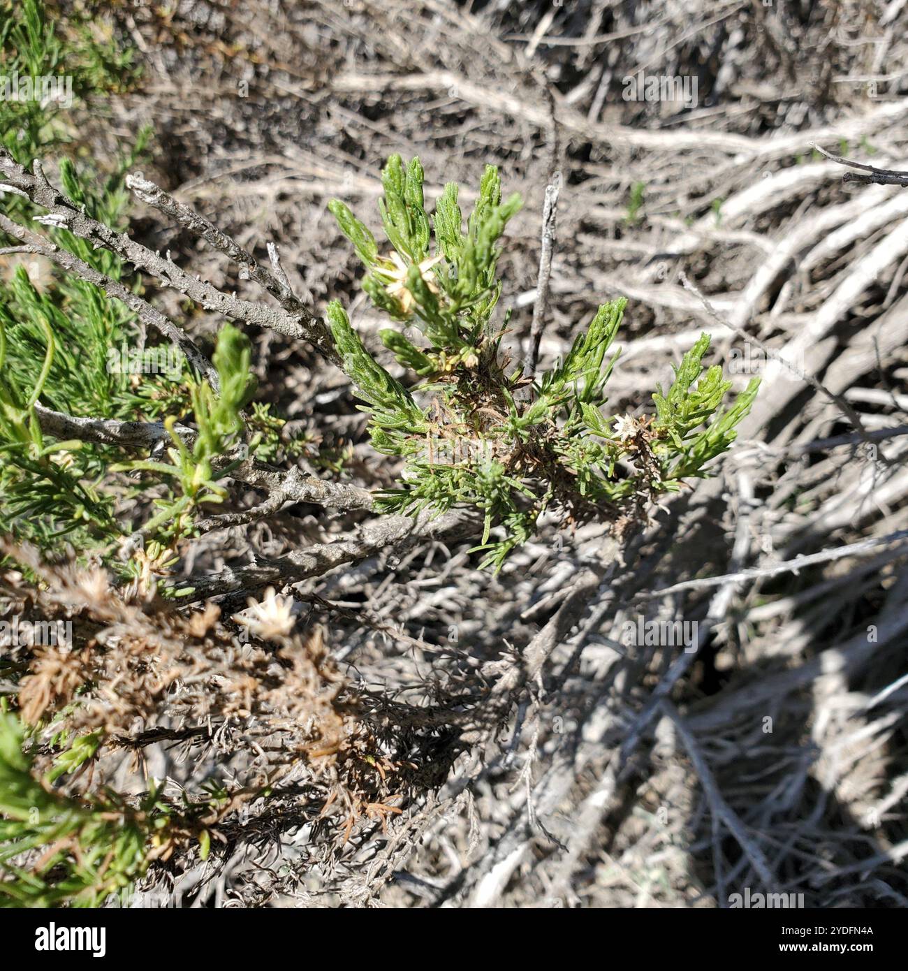 Ericameria ericoides hi-res stock photography and images - Alamy