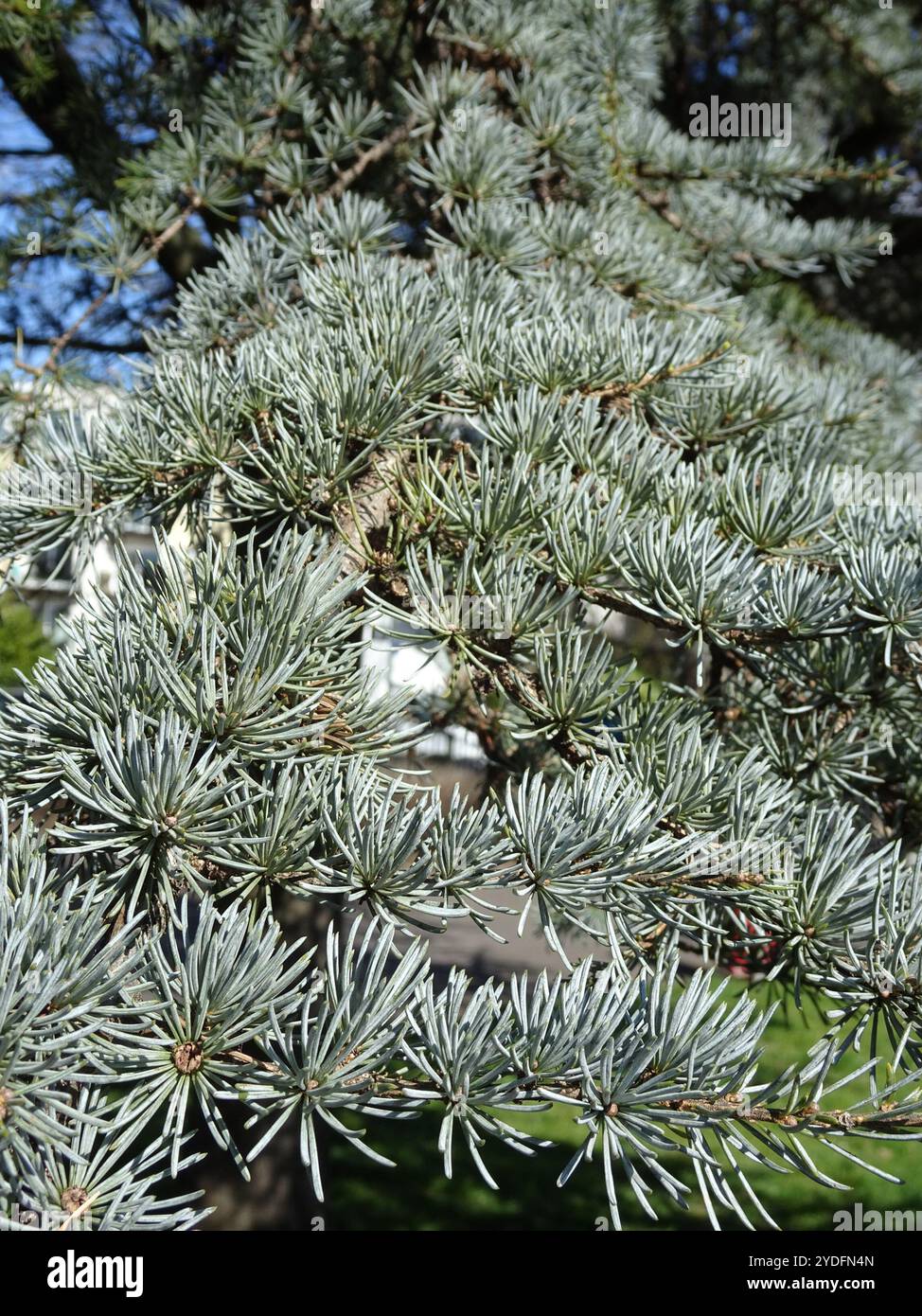 Atlas cedar (Cedrus atlantica Stock Photo - Alamy