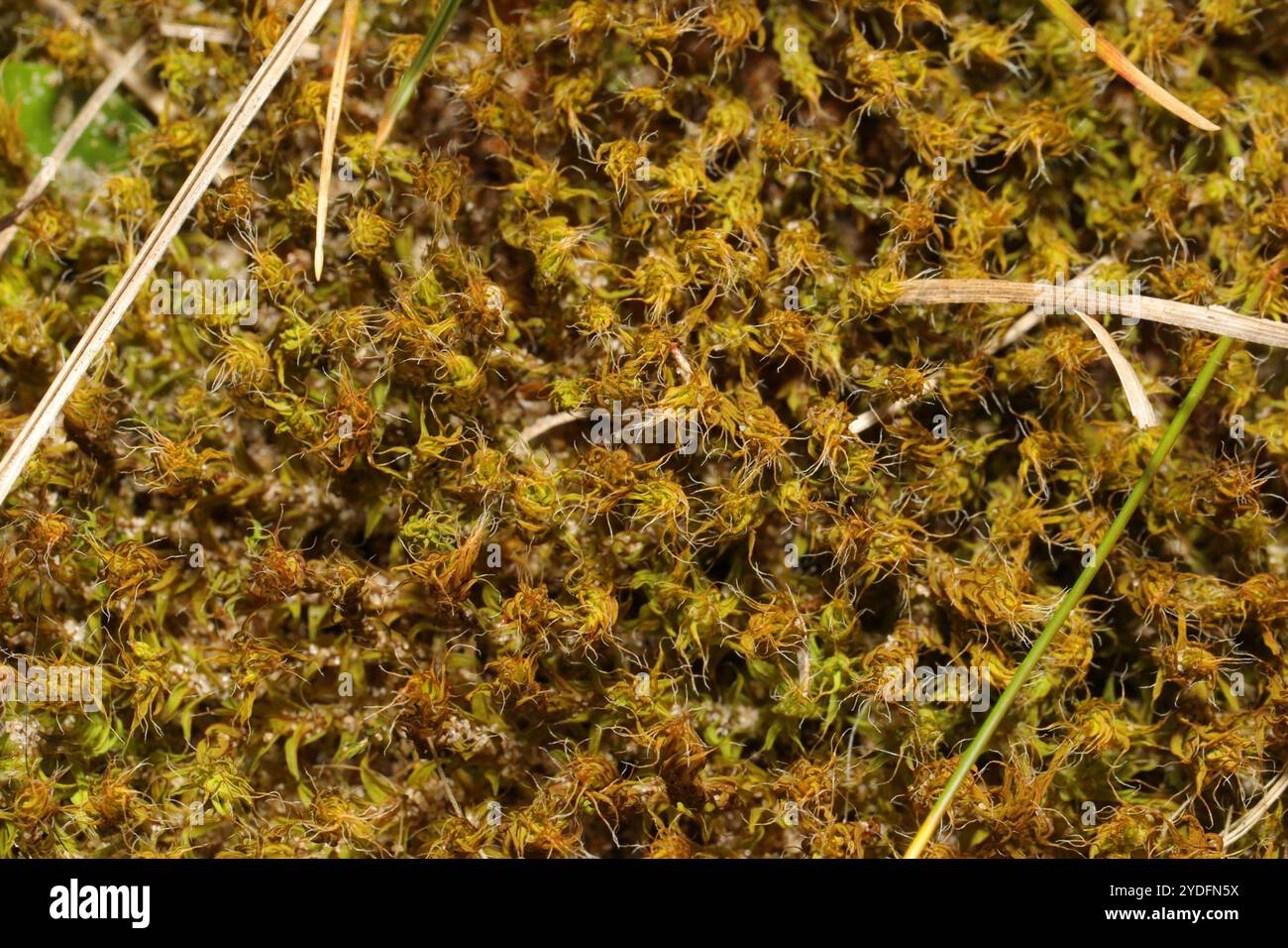 Sand-hill Screw-moss (Syntrichia ruraliformis Stock Photo - Alamy