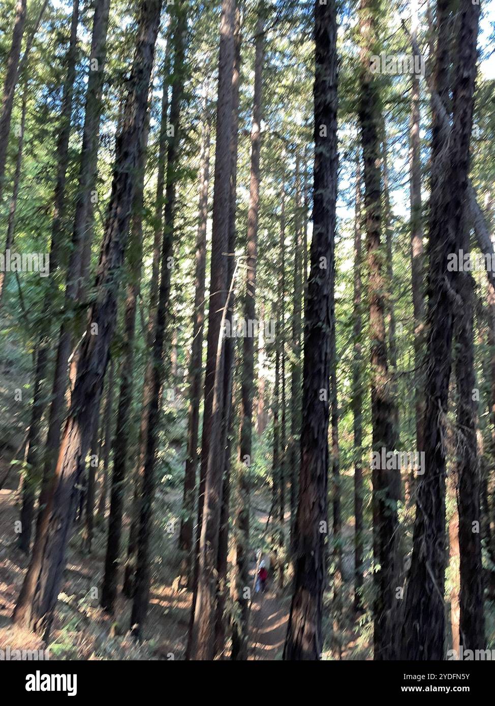 coast redwood (Sequoia sempervirens Stock Photo - Alamy