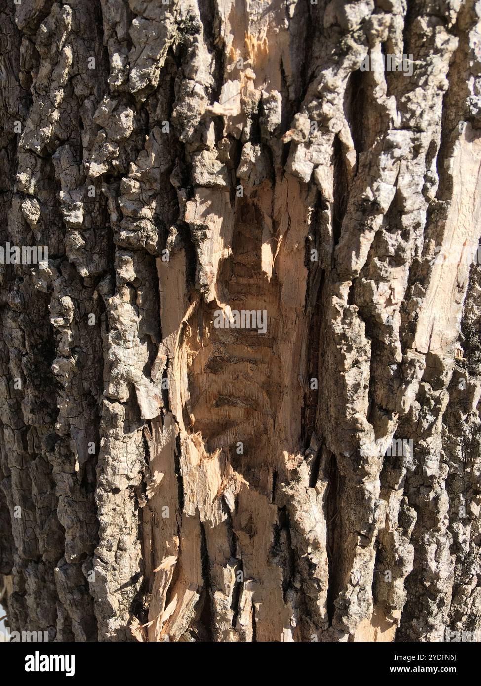 Emerald Ash Borer (Agrilus planipennis Stock Photo - Alamy