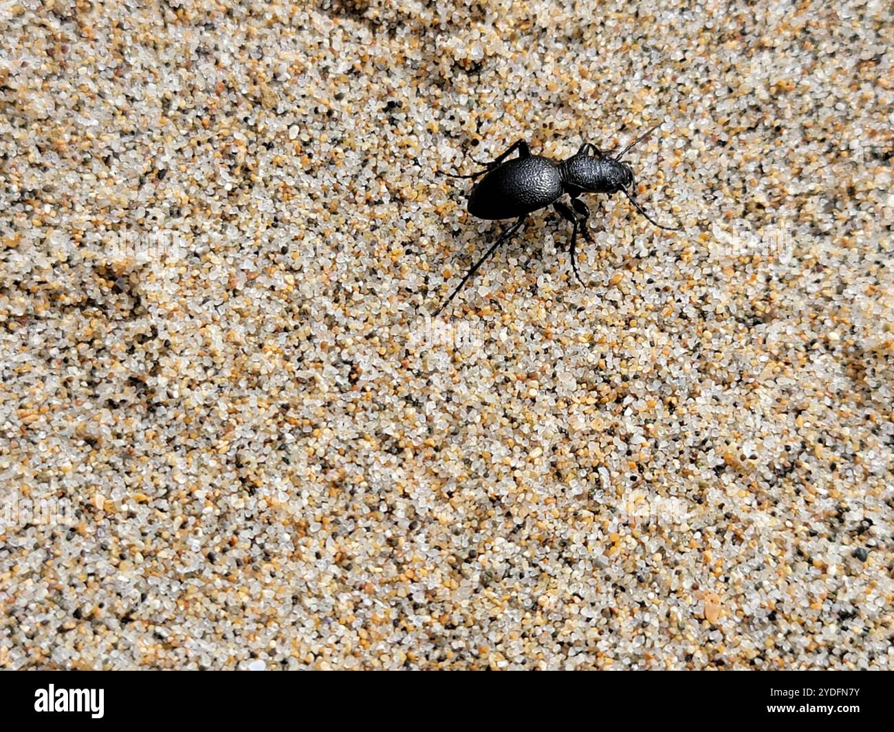 Omus californicus hi-res stock photography and images - Alamy