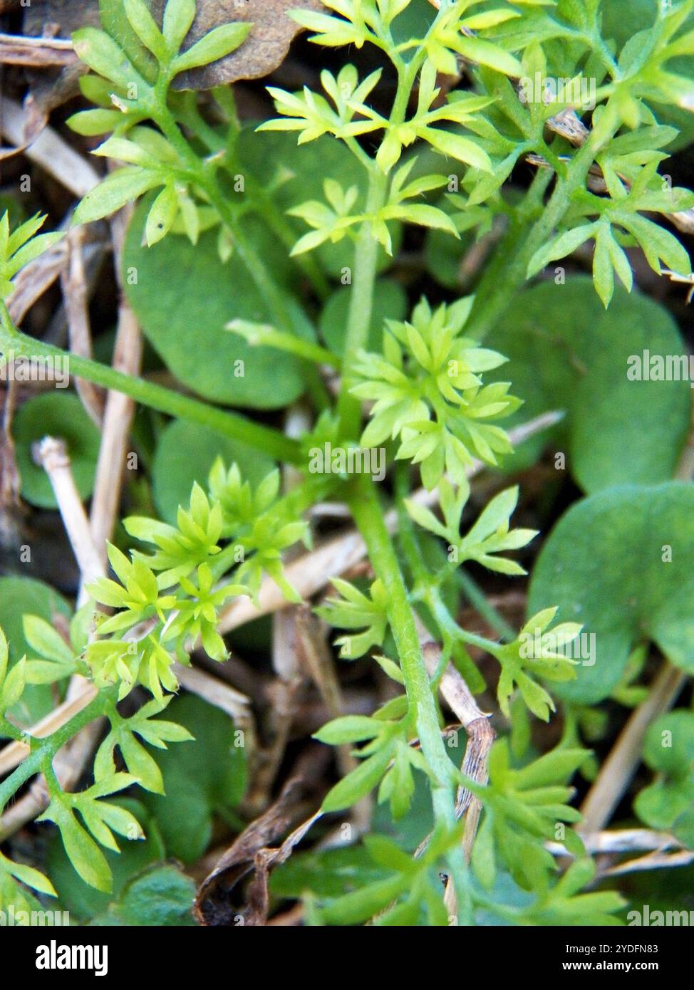 common soliva (Soliva sessilis Stock Photo - Alamy