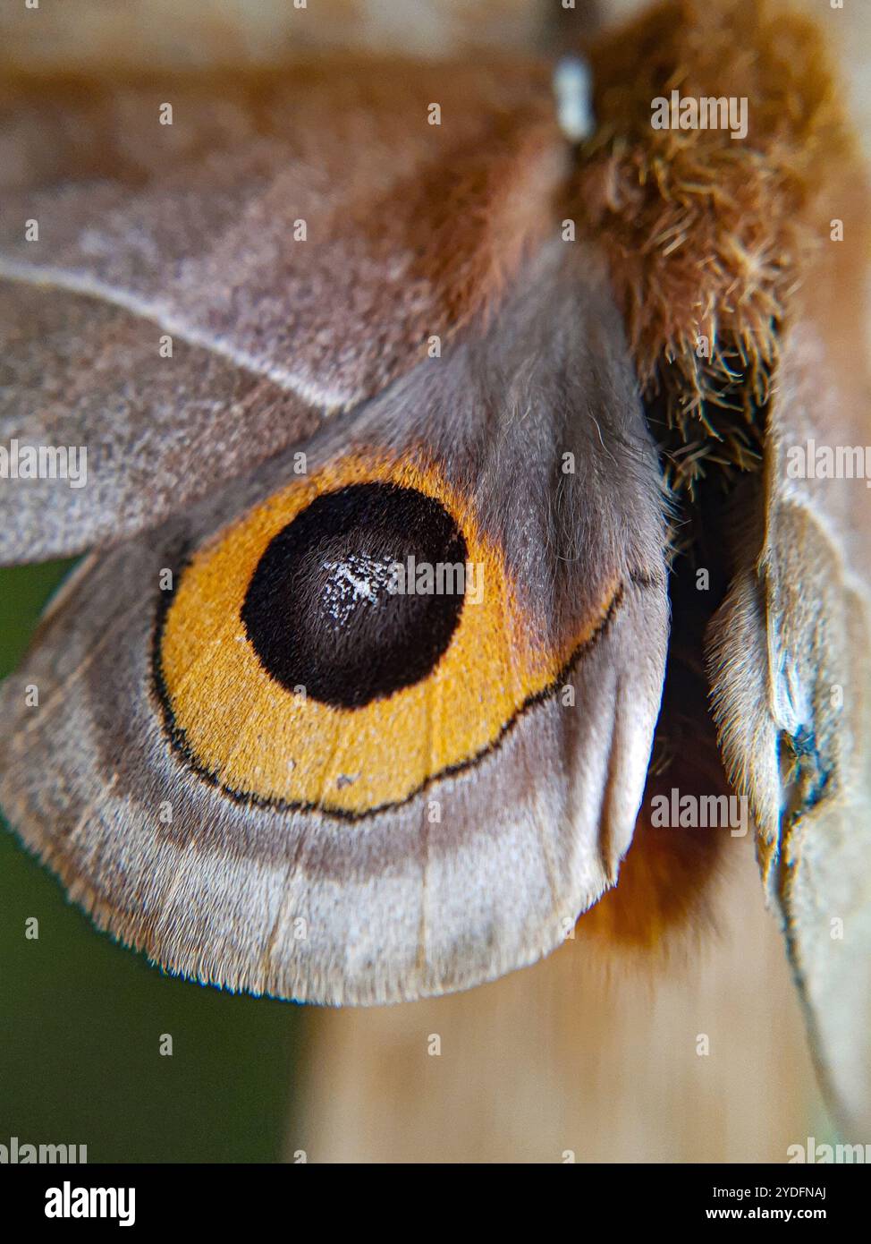 Automeris naranja hi-res stock photography and images - Alamy