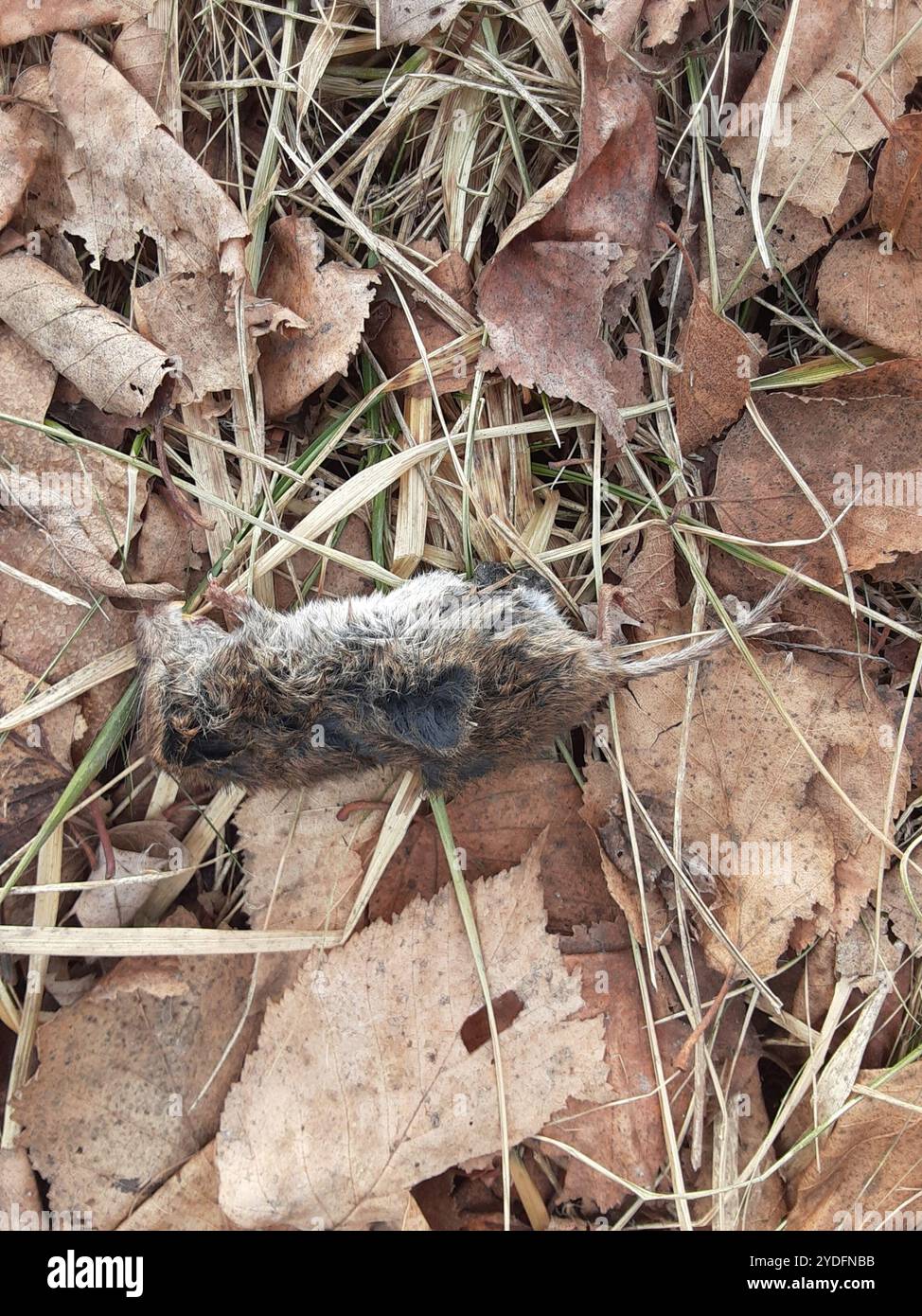 Voles, Lemmings, and Muskrats (Arvicolinae Stock Photo - Alamy