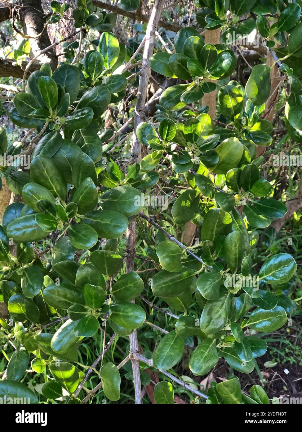 Taupata (Coprosma repens Stock Photo - Alamy