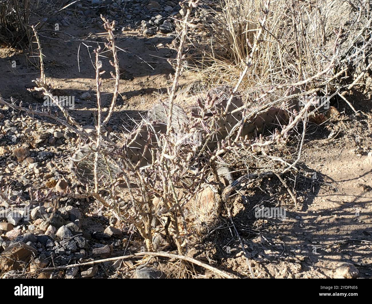 Christmas cholla (Cylindropuntia leptocaulis Stock Photo - Alamy
