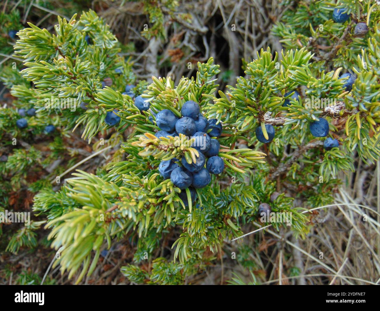 mountain juniper (Juniperus communis saxatilis Stock Photo - Alamy
