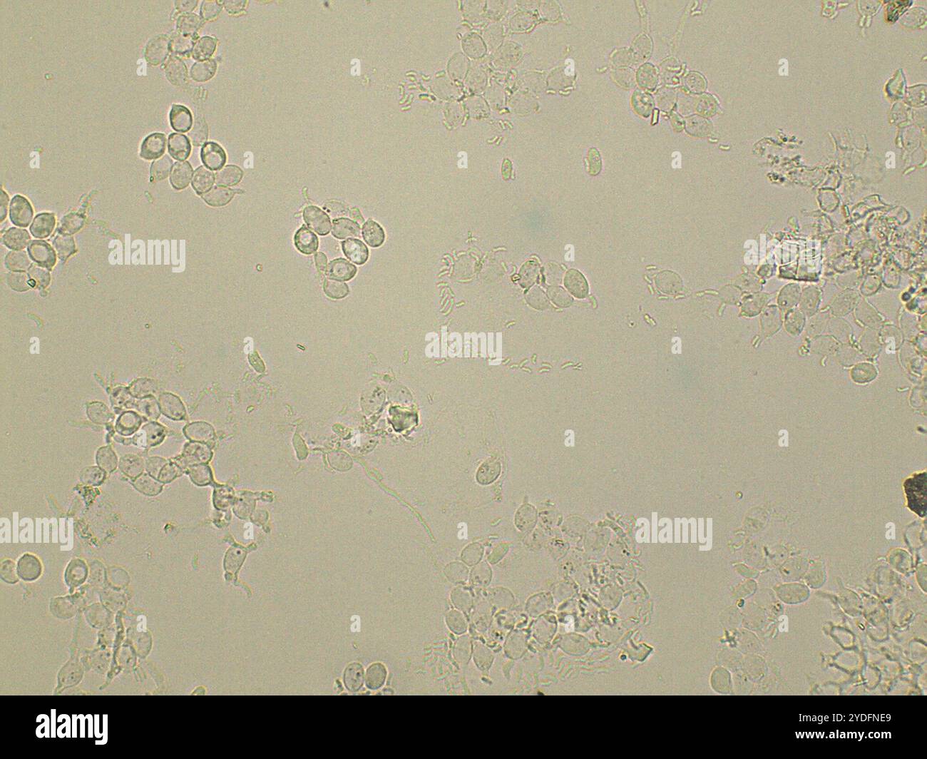 Corticium hi-res stock photography and images - Alamy