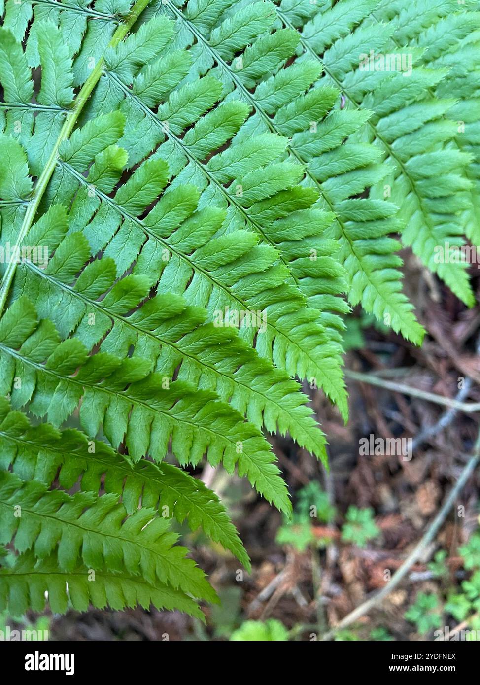 coastal woodfern (Dryopteris arguta Stock Photo - Alamy