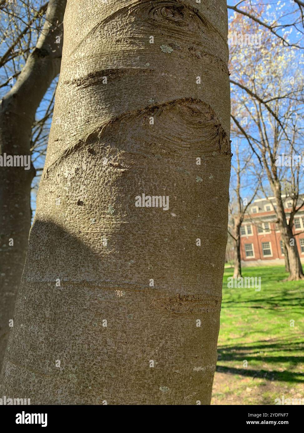 Family betulaceae hi-res stock photography and images - Alamy
