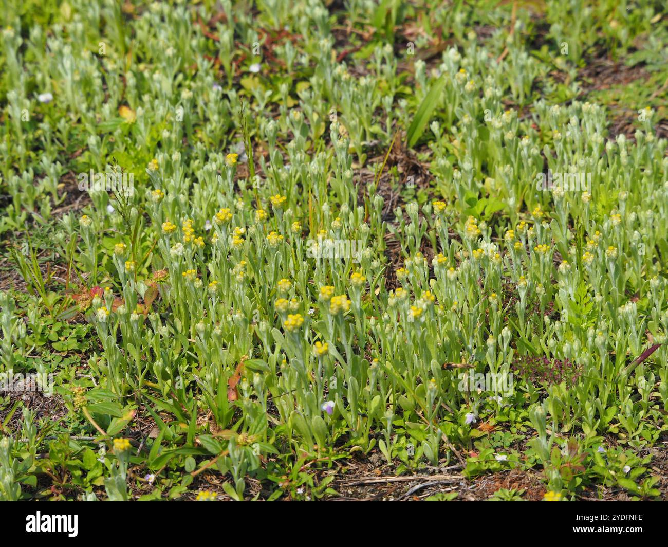 Cotton Weed (Pseudognaphalium affine Stock Photo - Alamy