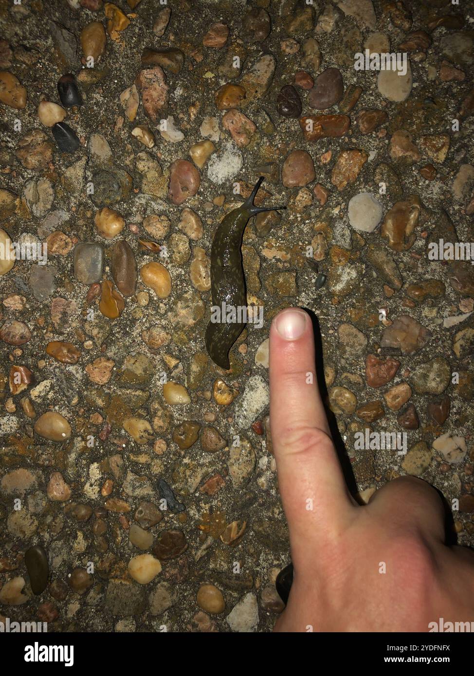 Yellow Cellar Slug (Limacus flavus Stock Photo - Alamy