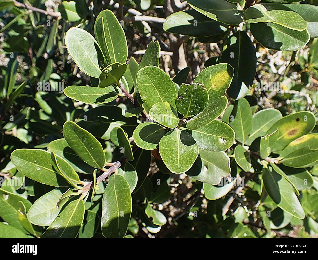 white milkwood (Sideroxylon inerme Stock Photo - Alamy