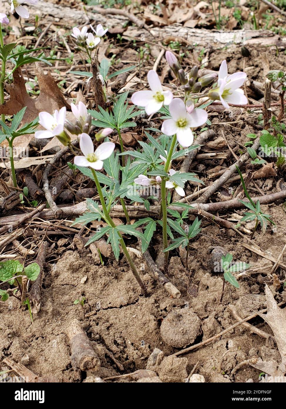 cut-leaved toothwort (Cardamine concatenata Stock Photo - Alamy