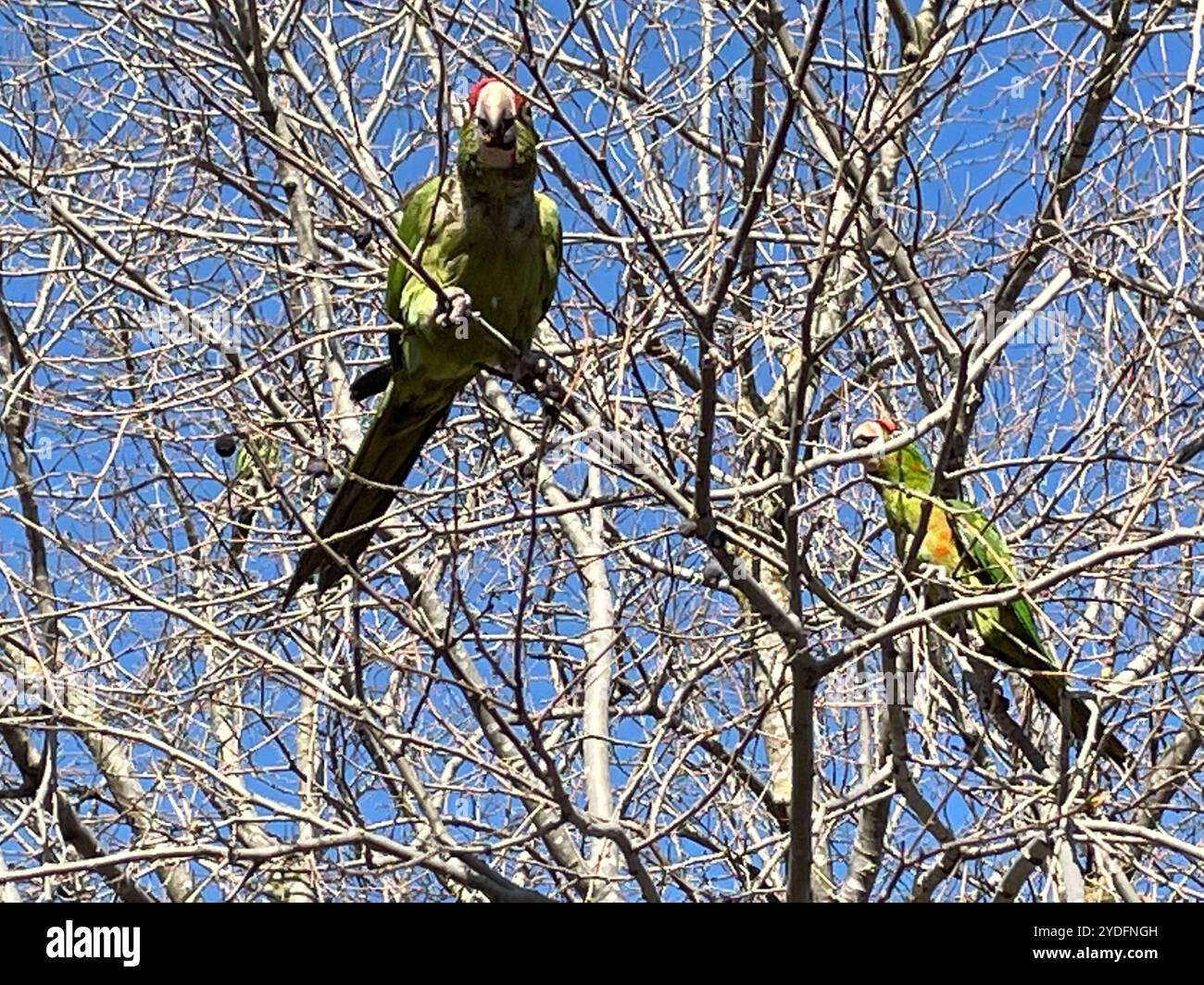 Mitred Parakeet (Psittacara mitratus Stock Photo - Alamy