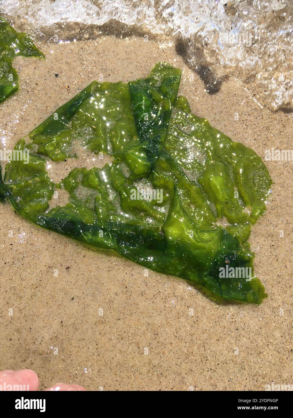 Broadleaf Sea Lettuce (Ulva lactuca Stock Photo - Alamy