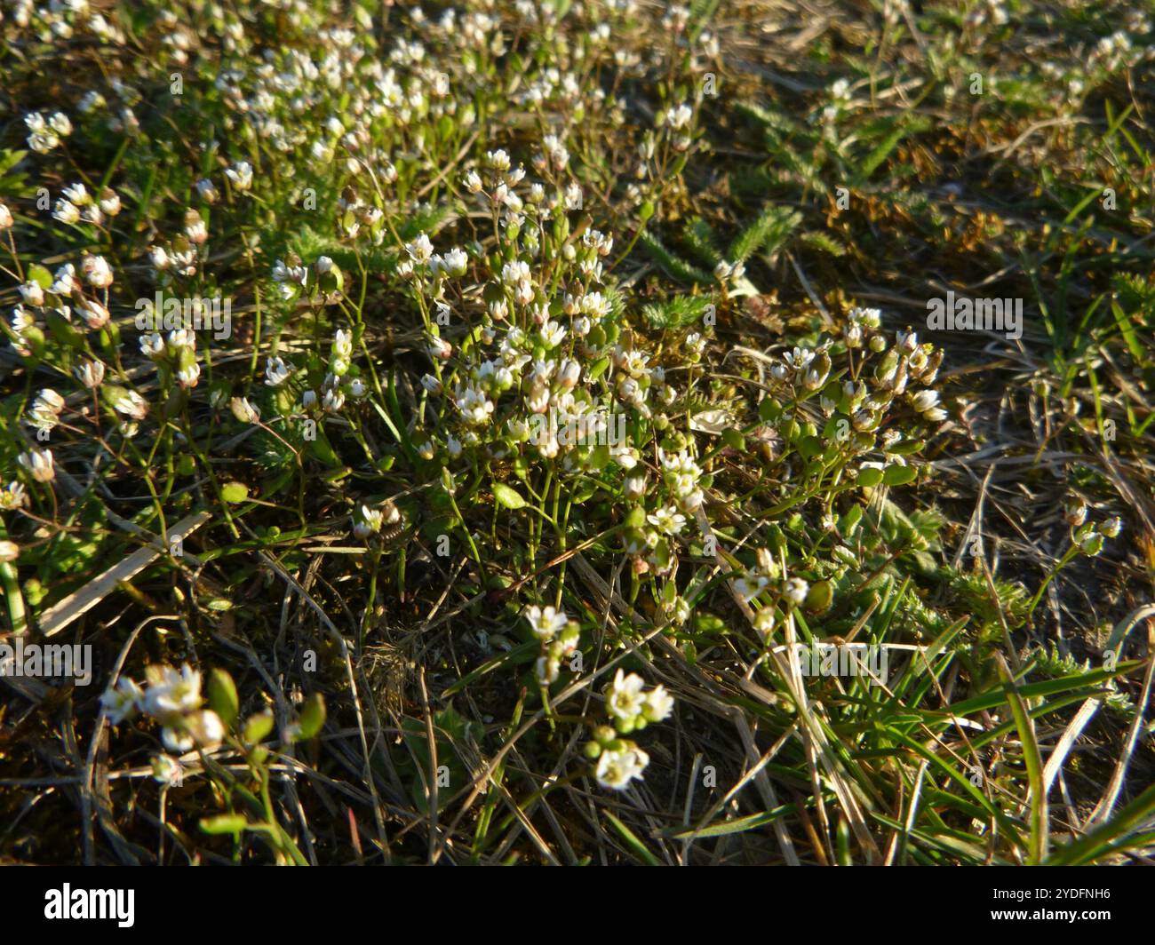 Common Whitlowgrass (Draba verna Stock Photo - Alamy