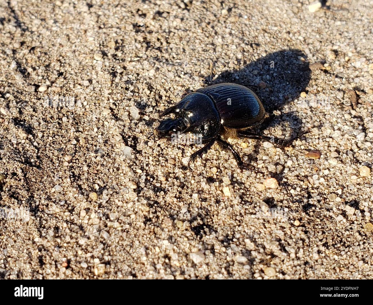 Minotaur Beetle (Typhaeus typhoeus Stock Photo - Alamy
