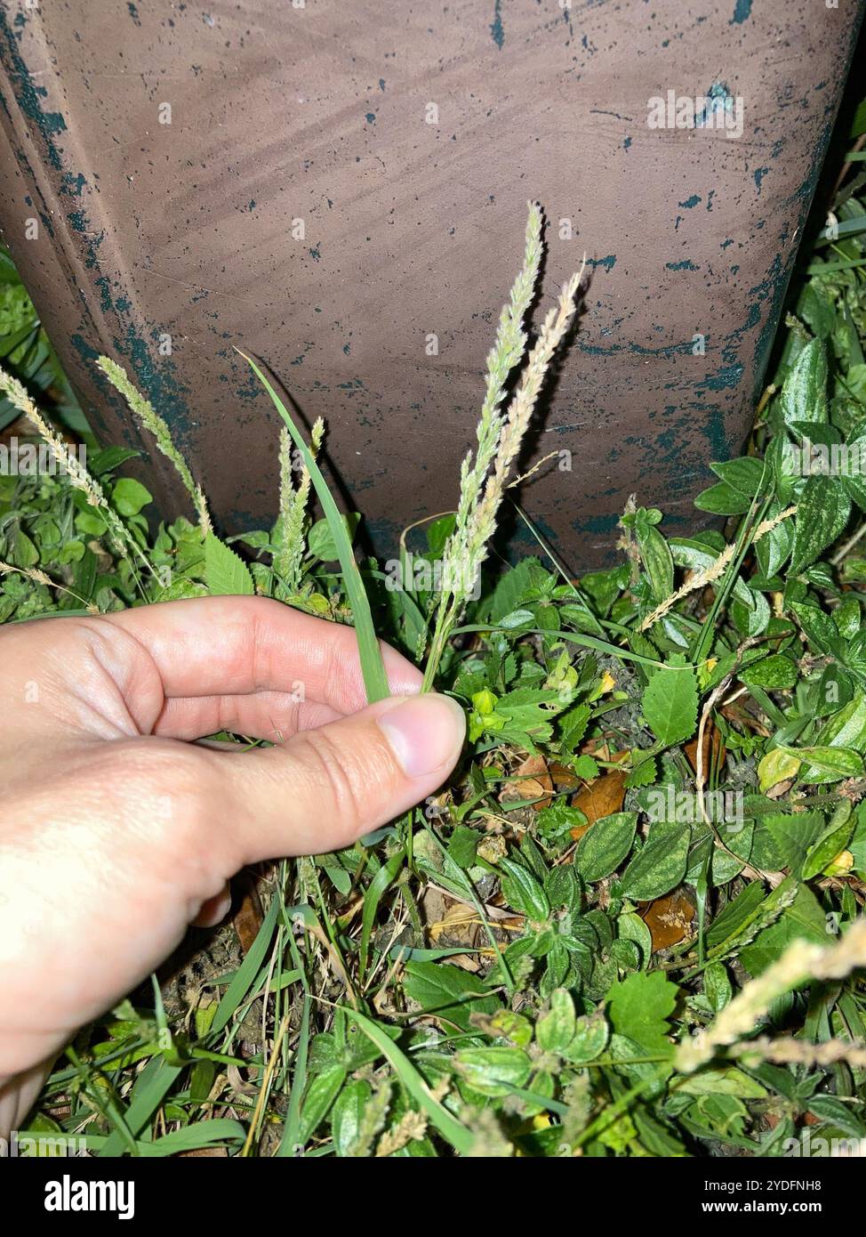 Gophertail Lovegrass (Eragrostis ciliaris Stock Photo - Alamy