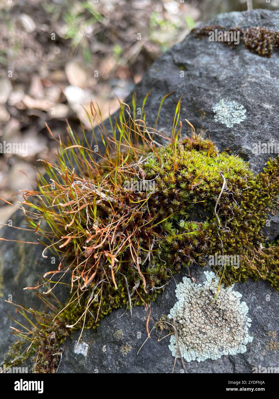 Wall Screw-moss (Tortula muralis Stock Photo - Alamy