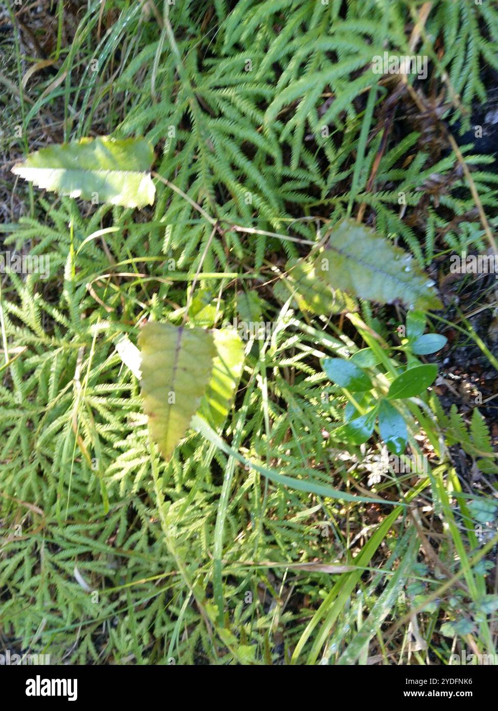 Bush lawyer (Rubus cissoides Stock Photo - Alamy