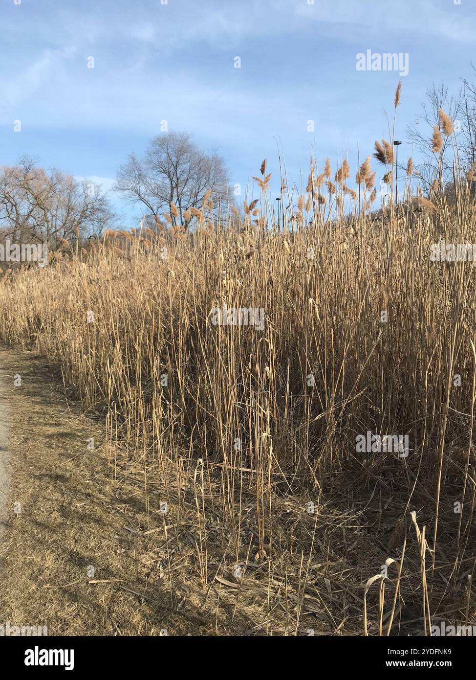 European reed (Phragmites australis australis Stock Photo - Alamy
