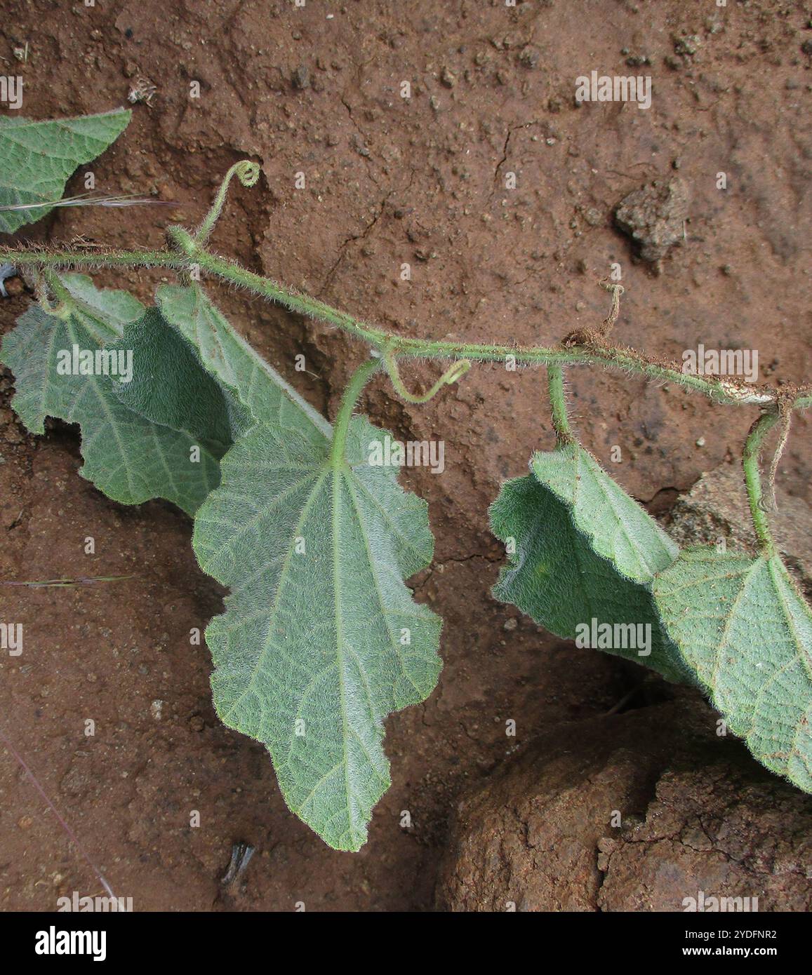 Hairy Wild Cucumber (Cucumis hirsutus Stock Photo - Alamy