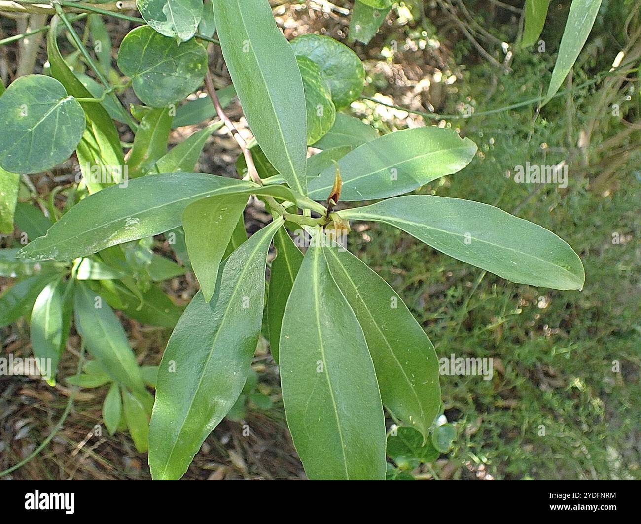 Myoporum insulare hi-res stock photography and images - Alamy