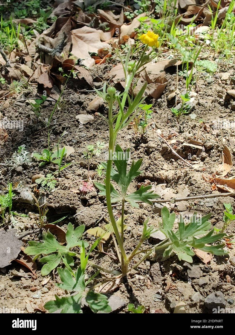 California buttercup (Ranunculus californicus Stock Photo - Alamy