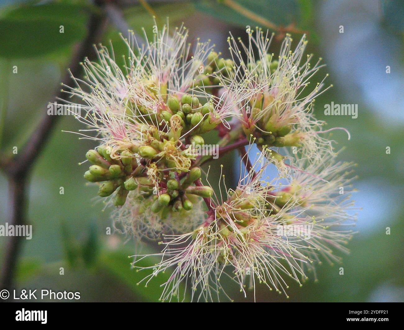Catclaw Blackbead (Pithecellobium unguis-cati Stock Photo - Alamy