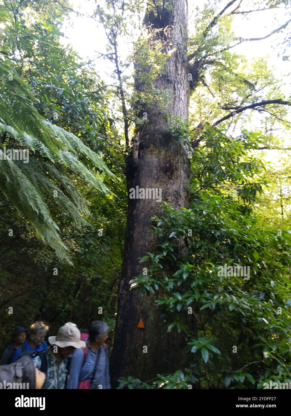 Southern Beeches (Nothofagus Stock Photo - Alamy