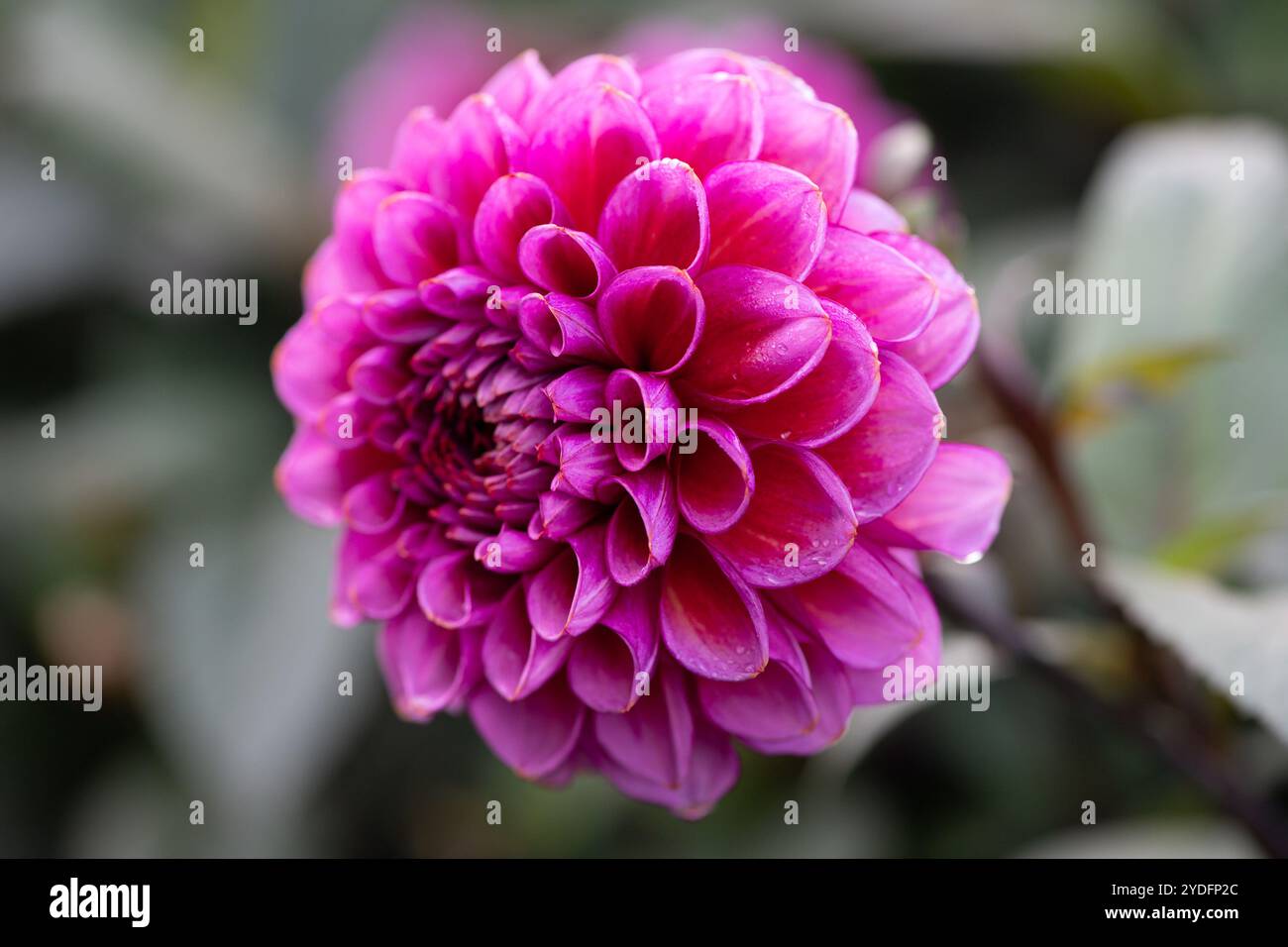 Englefield Green, Egham, Surrey, UK. 7th October, 2024. Pretty pink ...
