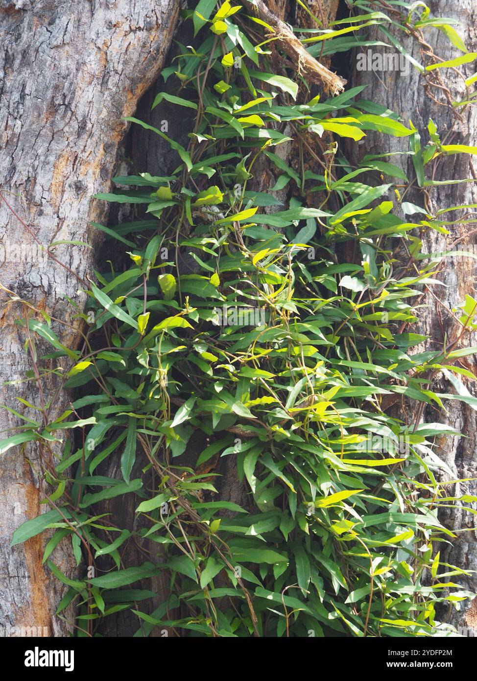 skunk vine (Paederia foetida Stock Photo - Alamy