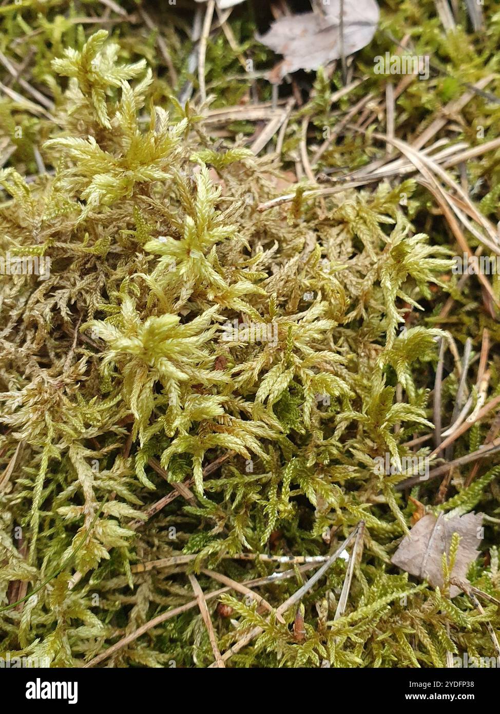Red-stemmed Feather Moss (Pleurozium schreberi Stock Photo - Alamy